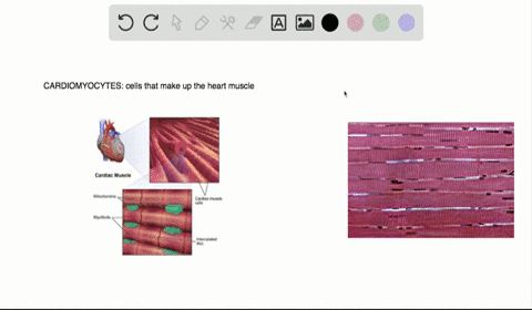 SOLVED:During the systolic phase of the cardiac cycle, the heart is a ...