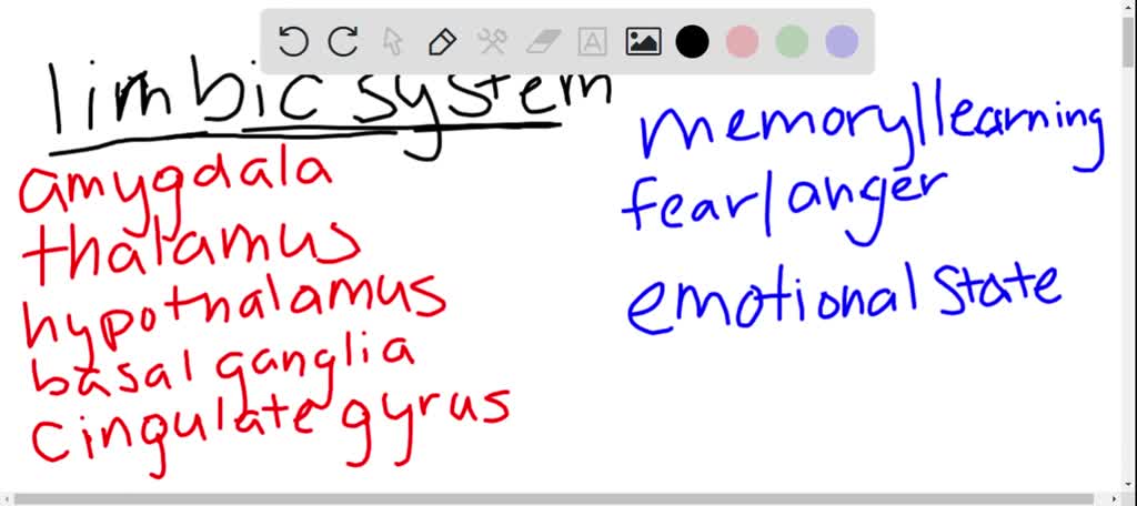 SOLVED:The limbic system, a doughnut-shaped structure at the border of ...