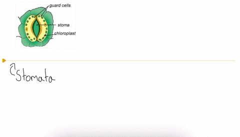 SOLVED:Stomata (a) help prevent desiccation of plant tissues (b ...