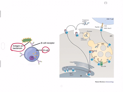 ⏩SOLVED:What is the difference between T cells and B cells? | Numerade