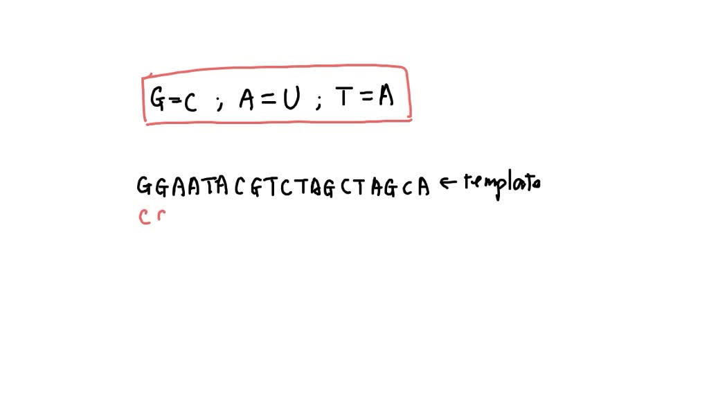 SOLVED:A segment of DNA has the following sequence:4 Write the mRNA transcript from this ...