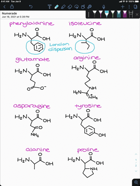 SOLVED:A portion of a polypeptide chain contains the following sequence ...