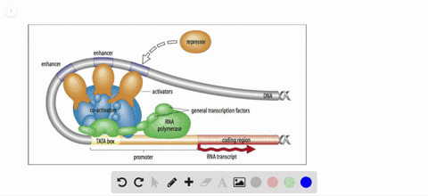 Gene Regulation | Biology for AP Courses | Numera…
