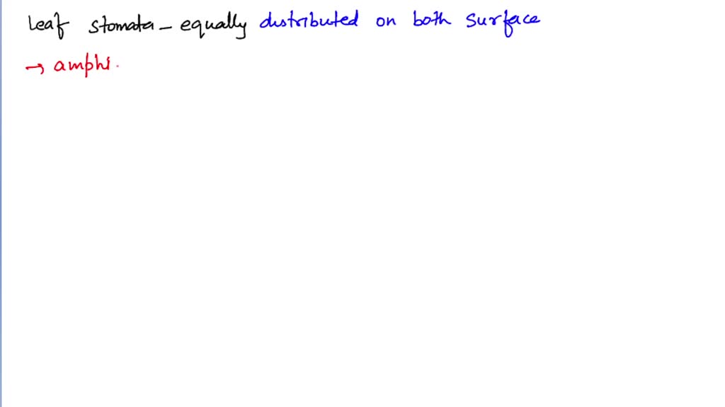 SOLVED:Assertion: Isobilateral leaves are amphistomatic. Reason ...