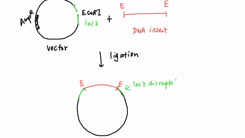 O-nitrophenol galactoside, ONPG, is an unnatural substrate for the ...