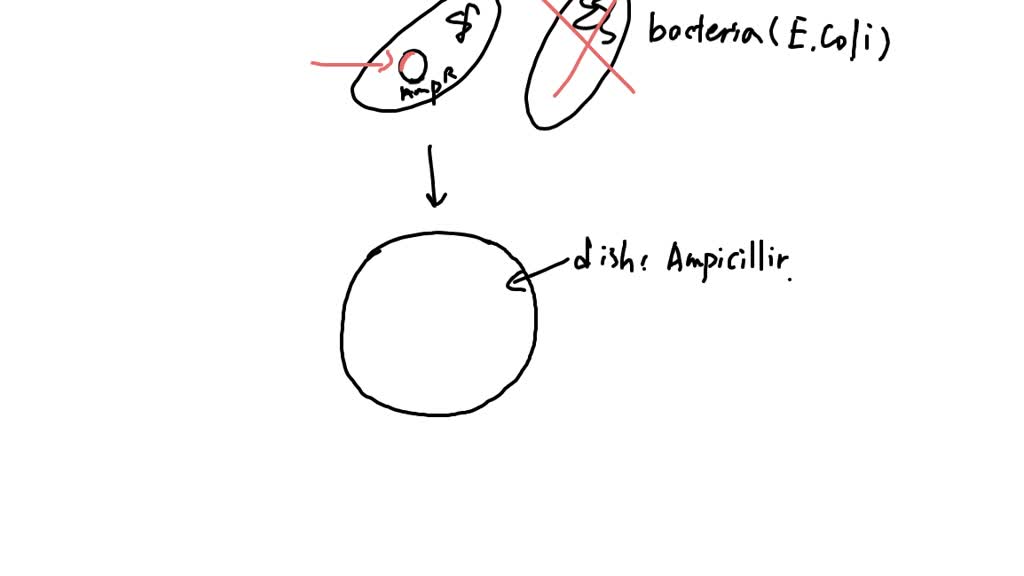 SOLVED: O-nitrophenol galactoside, ONPG, is an unnatural substrate for ...
