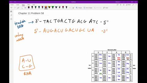 SOLVED:Below is an antisense DNA sequence. Translate the mRNA molecule synthesized using the ...
