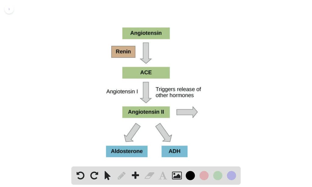 SOLVED: A nursing student is reviewing her note cards for the RAAS. She ...