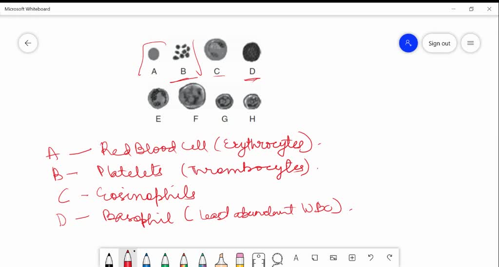 Use the key to identify the cell type(s) or blood elements that fit the ...
