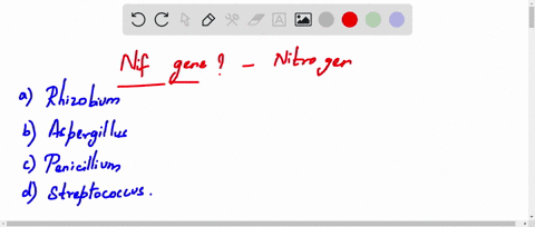 SOLVED:Nif genes occur in (a) Rhizobium (b) Aspergillus (c) Penicillium ...