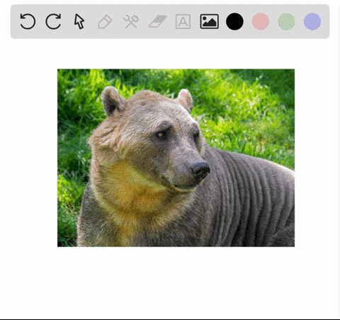 SOLVED:DNA evidence recently confirmed the existence of a "pizzly bear ...