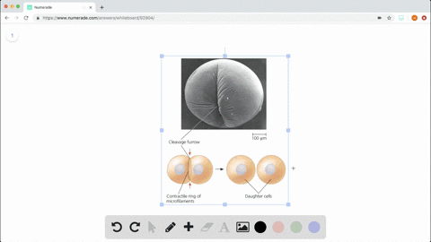 The Cell Cycle | Campbell Biology | Numerade
