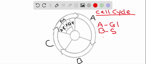 SOLVED:Label the phases of the cell cycle on the following diagram ...