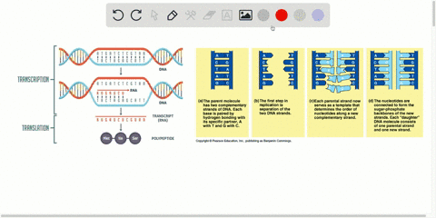 SOLVED:Why is it important that DNA replication take place before cell ...