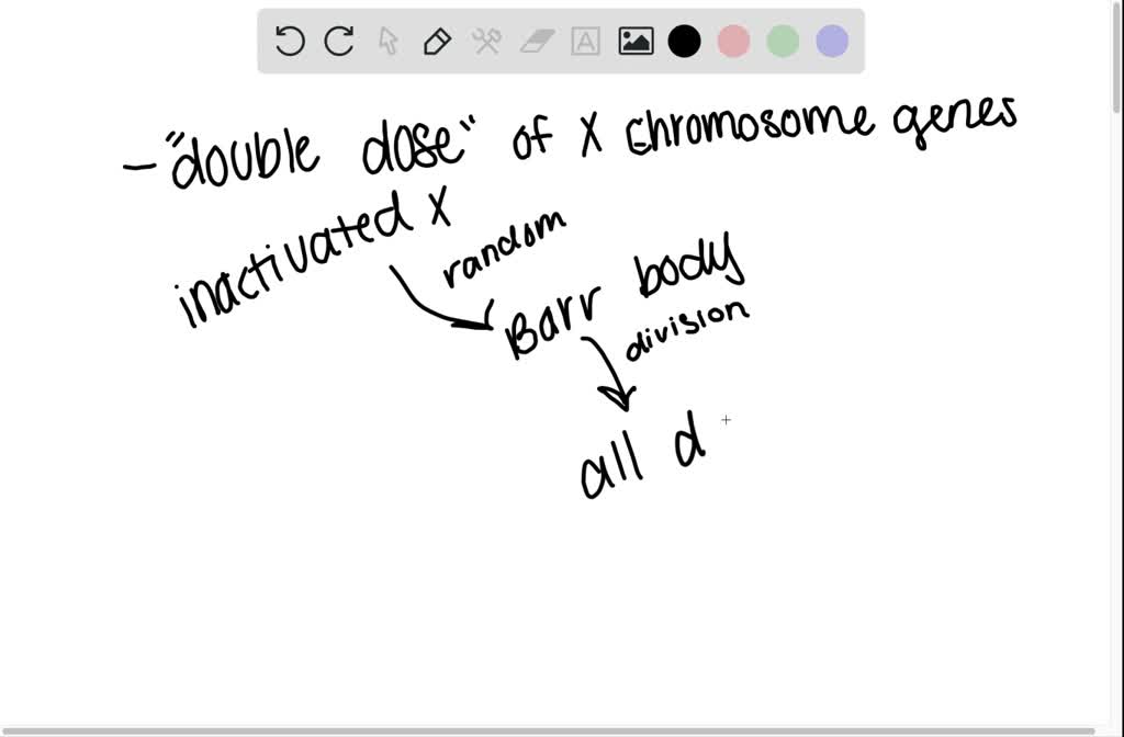 SOLVED What Does X Inactivation Accomplish solved-what-does-x-inactivation-accomplish