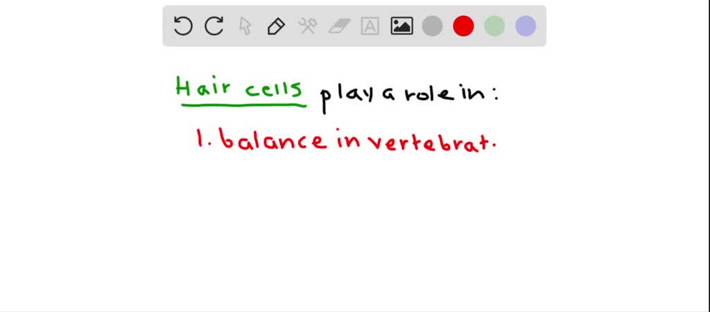 SOLVED:In which process(es) are hair cells involved? a. balance in ...