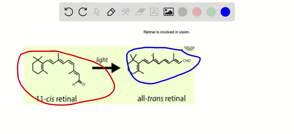 SOLVED:(Chemical Connections 12 D) In which isomer of retinal is the ...
