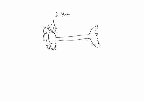 SOLVED: Sketch a multipolar neuron and label its neurosoma, dendrites ...