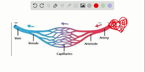 Considering blood flow through a closed circulation, which is the ...