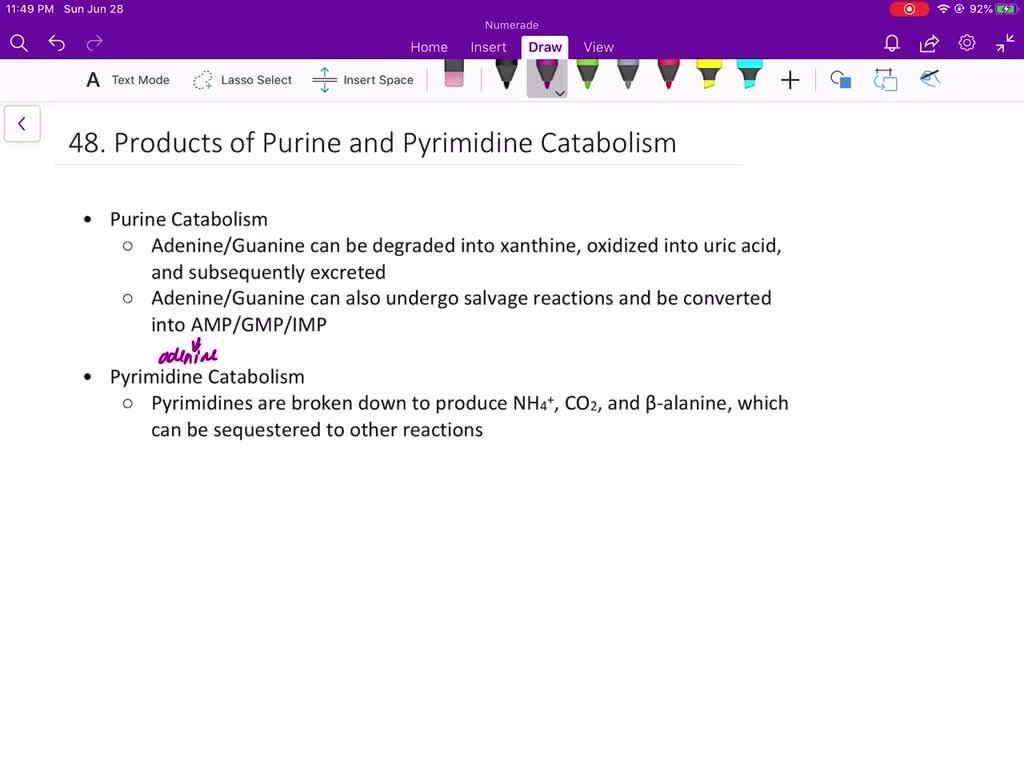 Purine And Pyrimidine Atcg