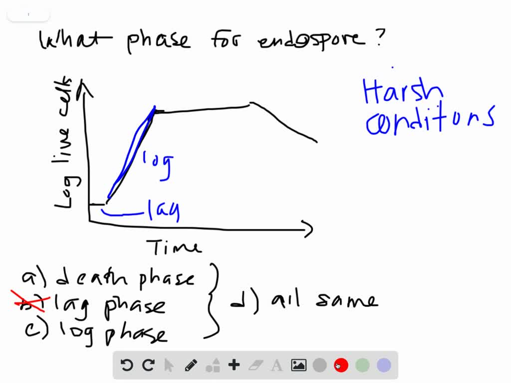 SOLVED: In which phase would you expect to observe the most endospores ...
