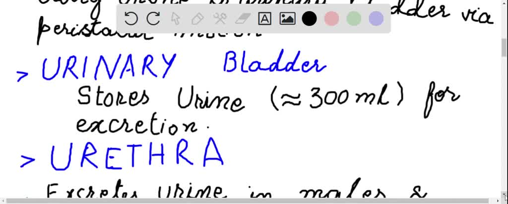 SOLVED:Describe the structure and location of the urinary bladder.