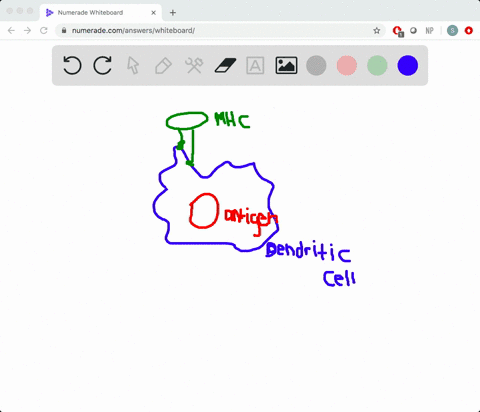 SOLVED:A dendritic cell engulfs a bacterium, then presents bacterial bits on its surface along ...