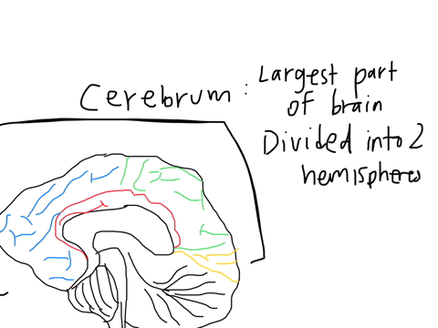 SOLVED: The diagram below shows a human brain seen from the side ...