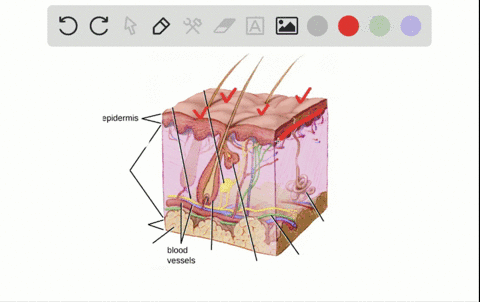 SOLVED:Why can superficial mycoses in humans lead to bacterial infections?