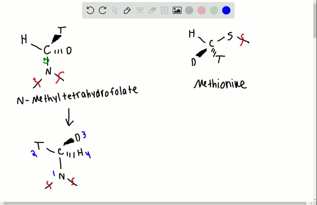 SOLVED: The amino acid methionine is formed by a methylation reaction ...