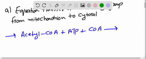 SOLVED:The acetyl group shuttle transfers acetyl-CoA, produced by ...