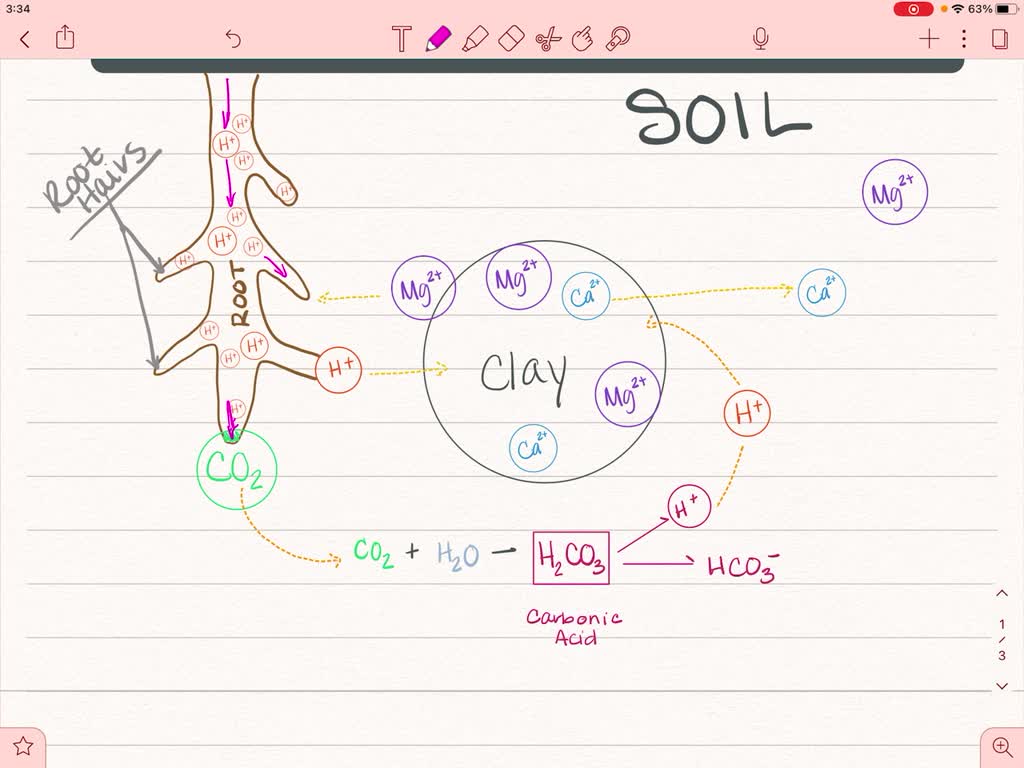 SOLVED:DRAW IT Draw a simple sketch of cation exchange, showing a root ...