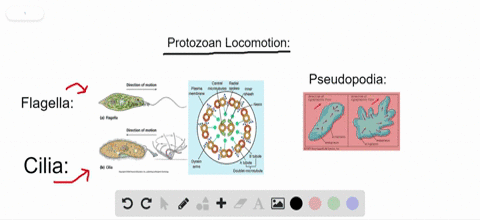 SOLVED:Name three routes by which exogenous pathogens can infect a ...
