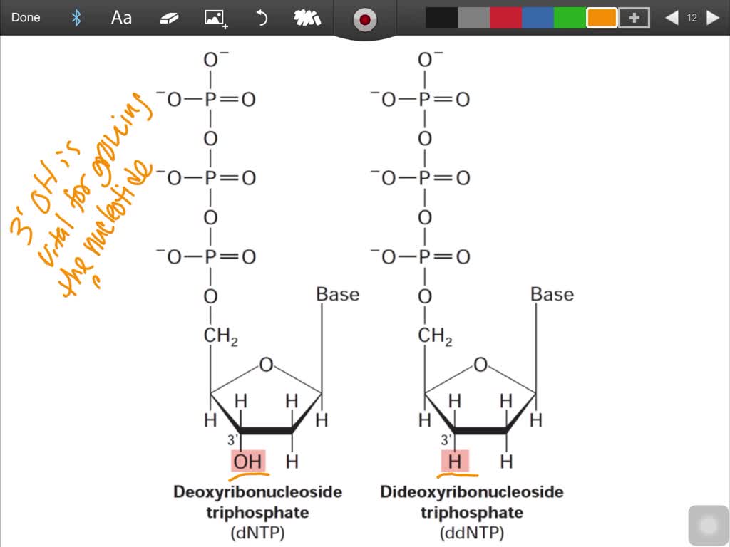 SOLVED: Define and describe the purpose of the ddNTP, how is it ...