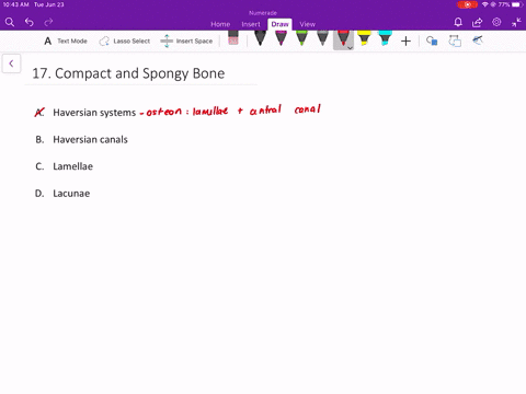 SOLVED:Which cells do not originate from osteogenic cells? a ...