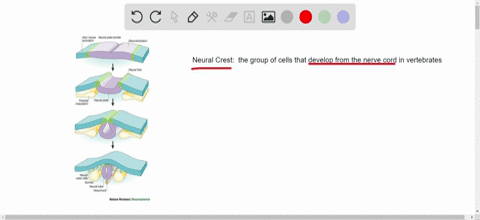 SOLVED:When cells divide to form specialized tissues and organs, this ...