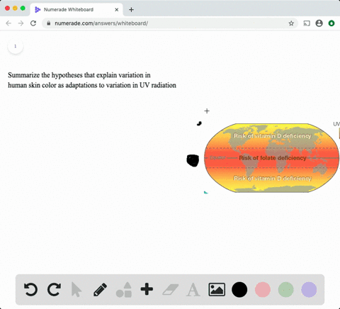 SOLVED: Summarize the hypotheses that explain variation in human skin ...