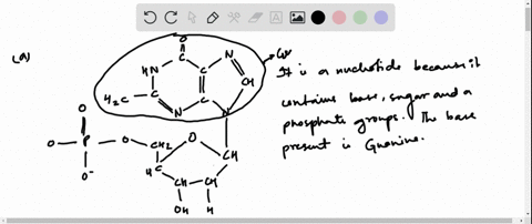 SOLVED:Determine whether each structure is that of a nucleotide. For those that are nucleotides ...