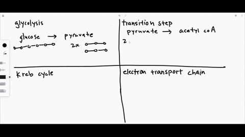 SOLVED:All steps of cellular respiration are closely connected ...