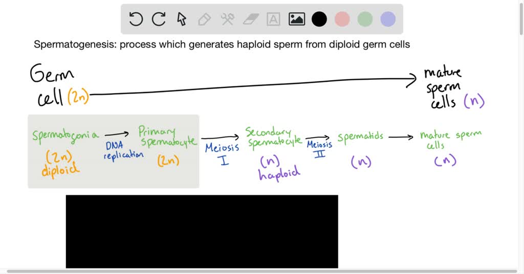 SOLVED:Spermatogonia a. are haploid germ cells. b. are mature haploid ...