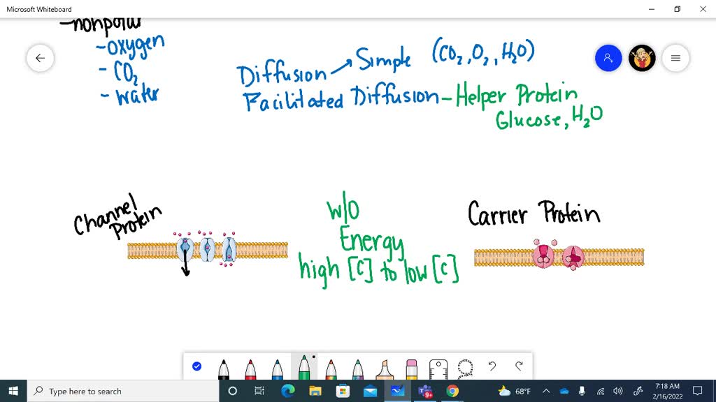 Which of the following processes are examples of active transport, and ...