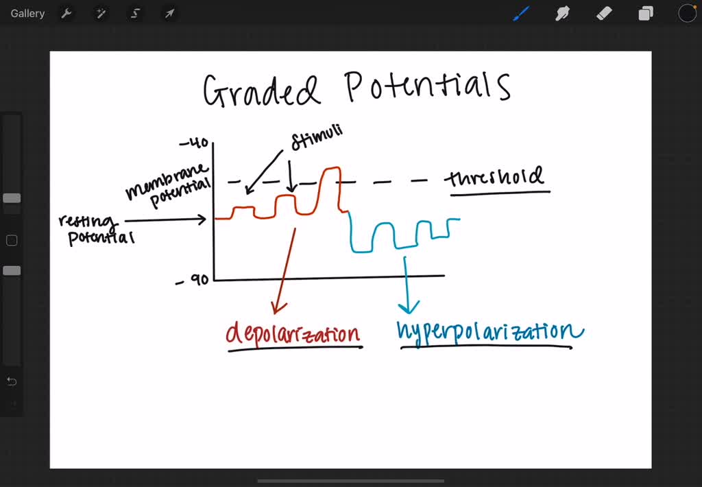 SOLVED A Graded Potential Is A Small Deviation From The Resting SOLVED A Graded Potential Is A Small Deviation From The Resting