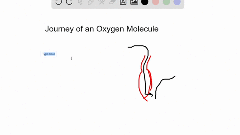 ⏩SOLVED:Trace the path of an oxygen molecule in its journey from the ...