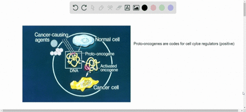 SOLVED:segment of DNA that codes for a protein. a. Proto-oncogenes b ...