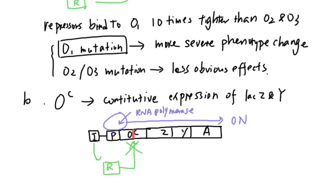 SOLVED:a. The original constitutive operator mutations in the lac ...