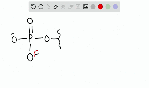 SOLVED:Both RNA and DNA have negatively charged phosphate groups as ...
