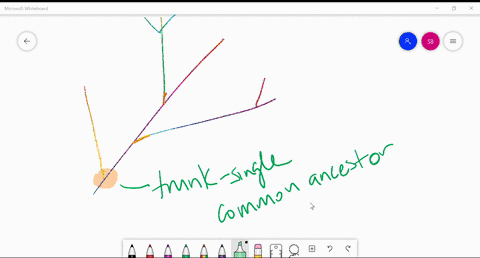 SOLVED:What does the trunk of the classic phylogenetic tree represent ...