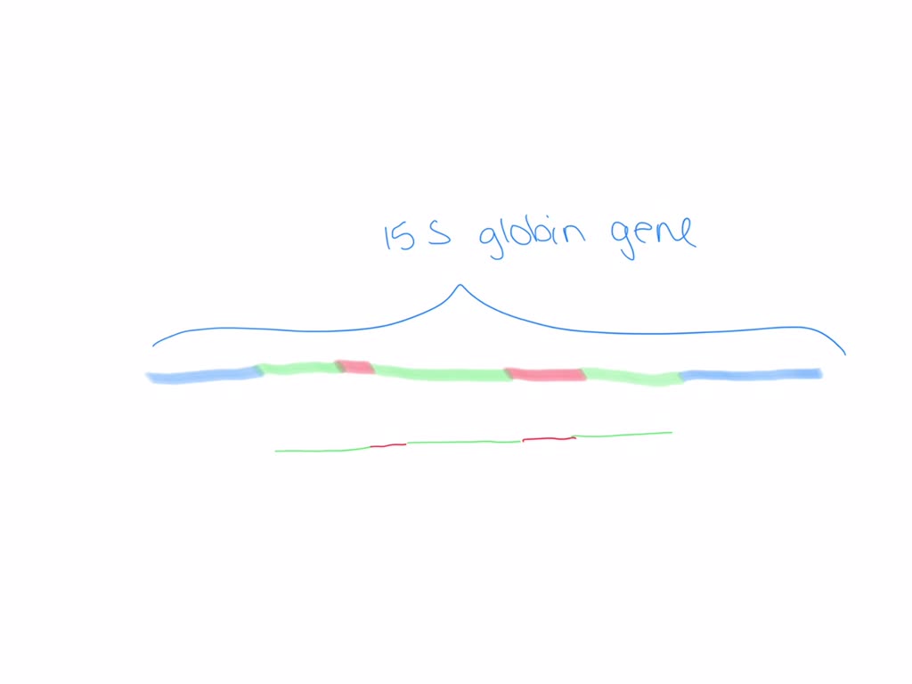 SOLVED:Draw the parts of a 15 S globin pre-mRNA, labeling the noncoding ...