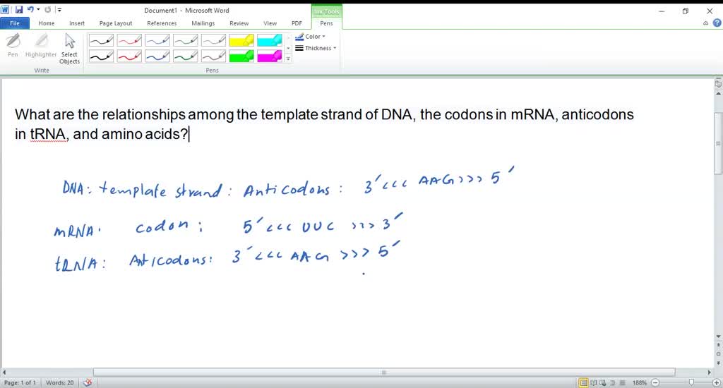 Describe the relationship between the template strand of DNA, the ...