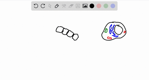 SOLVED:Scientists have fossil evidence for which idea for the origin of ...